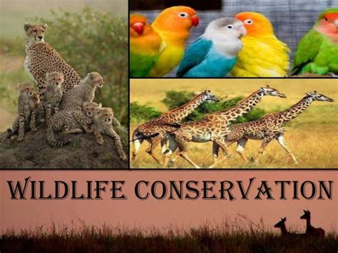 wildlife conservation alchetron the free social encyclopedia