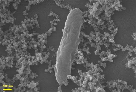 Sem Photomicrograph Of Nano Sized Fes Particles And A Jf 5 Bacterium Download Scientific Diagram