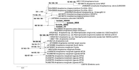 Consensus Phylogenetic Tree Based On The Maximum Likelihood Ml Tree