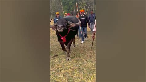 Assamese Anime 🎉💫 Youtube