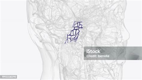 The Basilar Venous Plexus Lies Between The Endosteal And Meningeal Layers Of The Dura On The