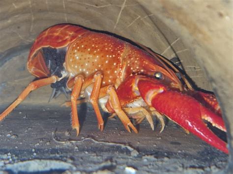 Berried 🦞 Rcrayfish