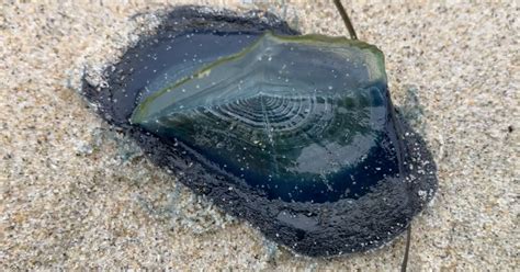 Strange Blue Jellyfish Like Blobs Wash Ashore In Pacific Beach