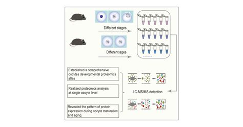 Discovery Of Oogenesis Biomarkers From Mouse Oocytes Using A Single