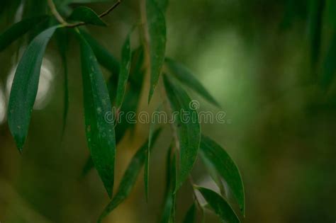 Eucalyptus Leaves With Bokeh Background Stock Image Image Of Vitamin