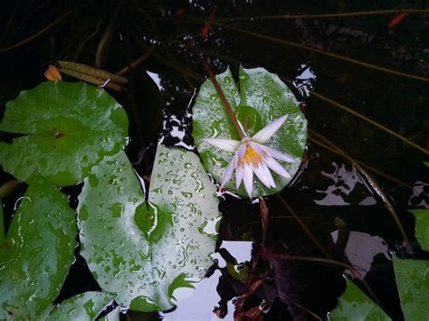 Meizu M Hands On Review Gadgetmatch