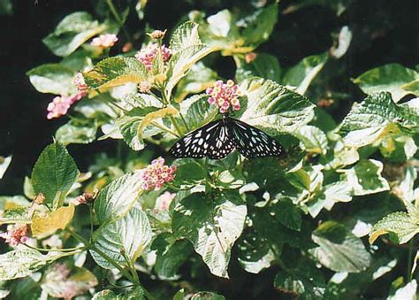 Lantana Leafminer Beetle Octotoma Scabripennis