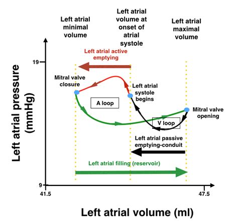 Atria A Comprehensive Evaluation With Echocardiography