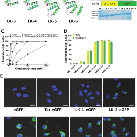 Lk Peptide And Derivatives Cell Penetrating Efficiency A Simplified Download Scientific