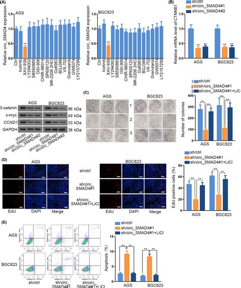 Circ SMAD4 affected the activation of WNT βcatenin pathway A