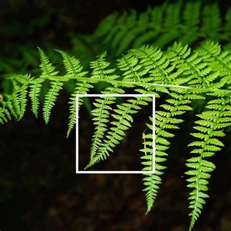 Fractals For Everyone Draw Explore And Code