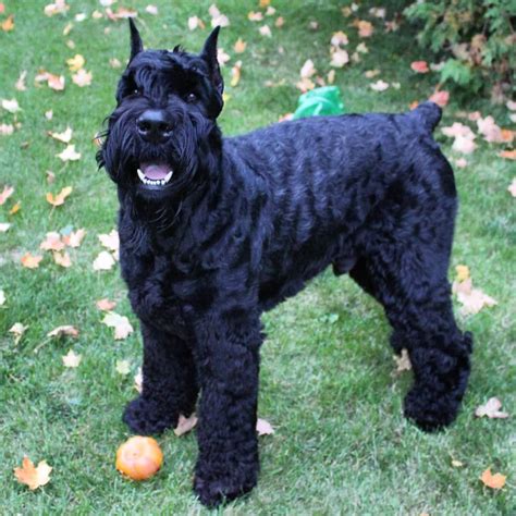 Giant Schnauzer