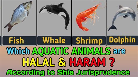 Which Seafood Is Halal And Haram Islam Shia Fiqh Halal Food