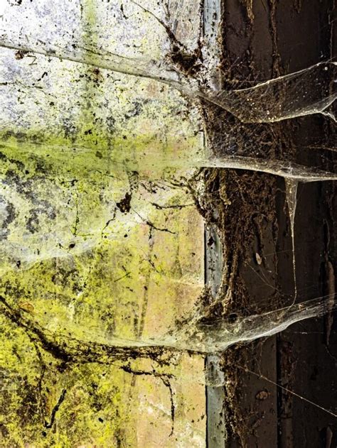 घर में लगे मकड़ी के जालों से यूं हमेशा के लिए पाएं छुटकारा Spider Web At Home Cleaning Tips