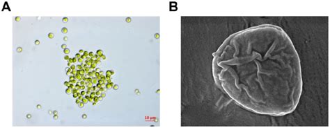 Morphological Observation Using Light A And Scanning Electron