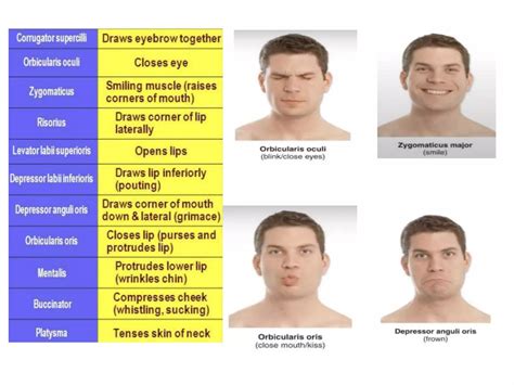 Facial Nerve Examination Pptx