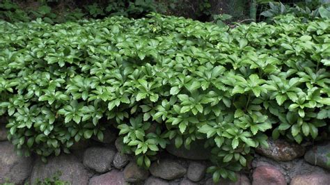 Runianka Japońska Pachysandra Terminalis Centrum Ogrodnicze Dammera