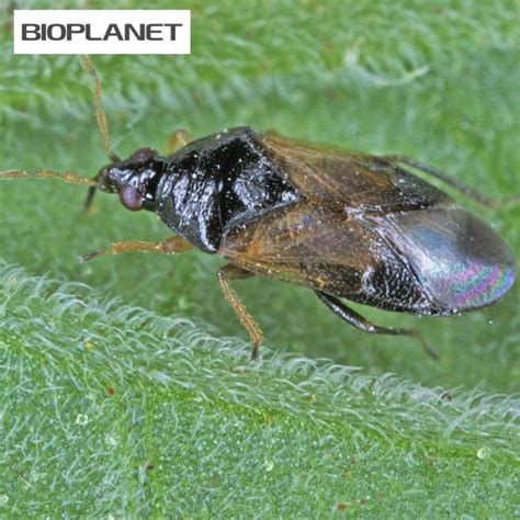 Orius Laevigatus Levipak