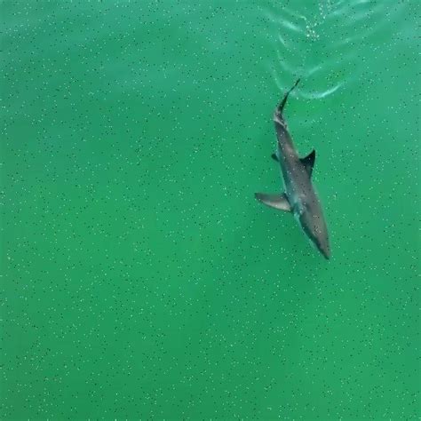 Sharkwatch Object Detection Dataset By Shark Detection Dataset