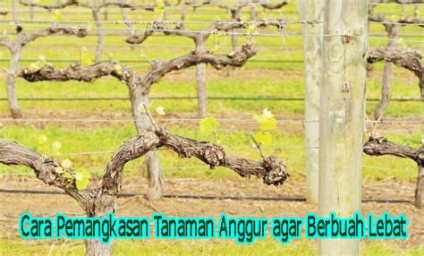 Cara Pemangkasan Tanaman Anggur Agar Berbuah Lebat Milano Ruus