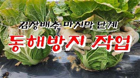 김장배추 결구목적이 아니거나 수확을 늦추려고 할 경우는 동해방지를 위해 묶어주는것이 좋습니다 Youtube