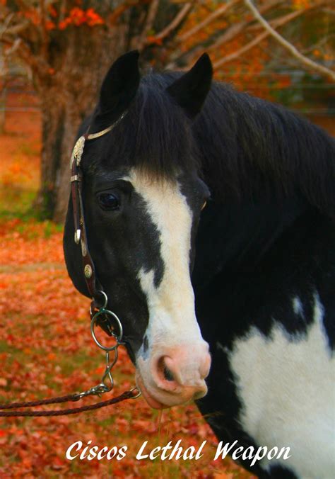 Ciscos Lethal Weapon Added A New Ciscos Lethal Weapon