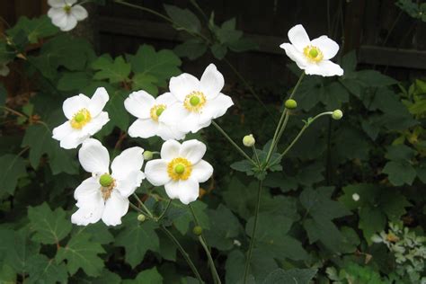 Anemone Honorine Jobert Denis Plants