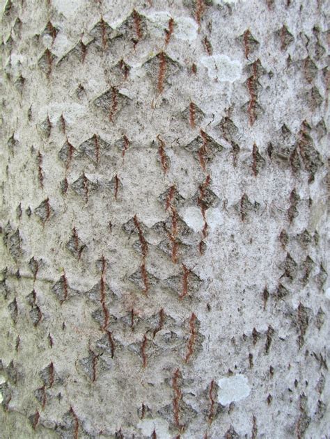 Best Tree Bark Images On Pinterest Tree Bark Trees And Textures Patterns