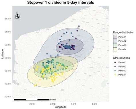 Lesser Black Backed Gull Migration Route