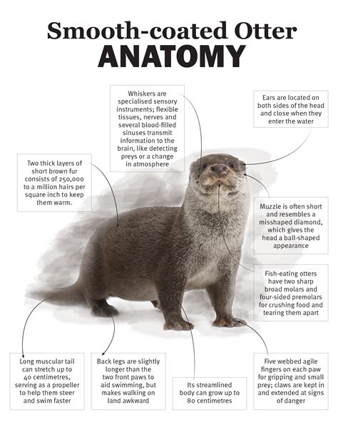 Sea Otter Anatomy Coincidental Kinderschema Makes Sea Otters