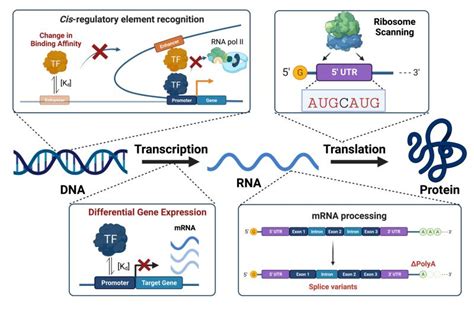 My Manuscript On Genetic Variants At Frontiers In Bioscience Scholar Edwin G Peña Martínez