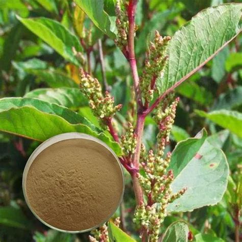 Polygonum Cuspidatum Extract Powder Manufacturers Polygonum Cuspidatum Extract Powder