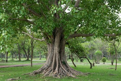 Did You Know…peepal Tree A Significant Tree In Indian History… By Vishnu Kumawat Did You