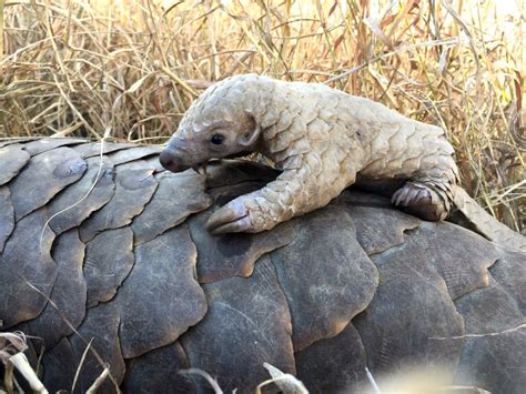 About Pangolins Save Pangolins