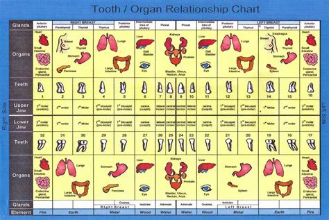 The Tooth Body Connection Stacygodes Dds Tooth Chart Tooth Extraction Holistic Dentist