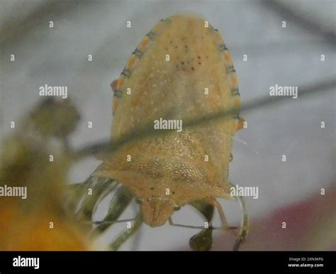 Neotropical Red Shouldered Stink Bug Thyanta Perditor Insecta Stock