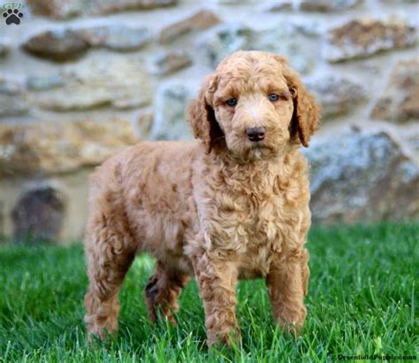 Standard Poodle Puppies For Sale Greenfield Puppies