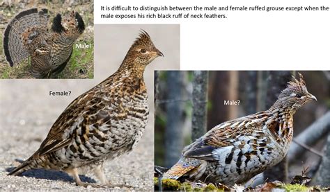 Phil Chadwicks Art 2861 My Ruffed Grouse Friend