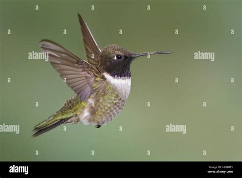 Black Chinned Hummingbird Archilochus Alexandri Male British