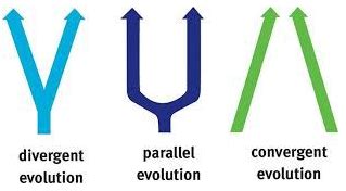 Biology Speciation And Macroevolution Flashcards Quizlet