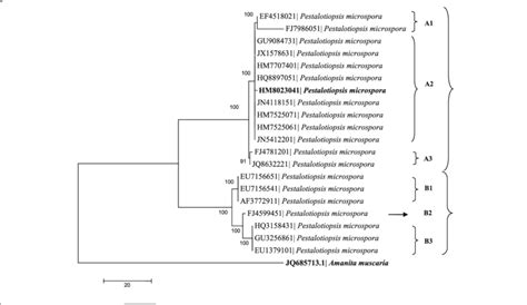 maximum parsimony phylogram showing phylogenetic relationships among