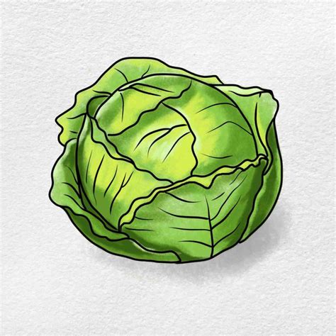 How To Draw Cabbage Helloartsy