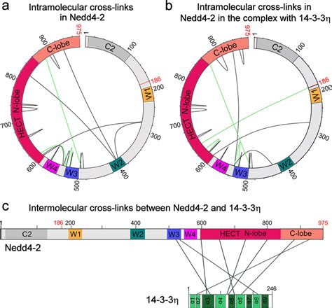 Schematic Representation Of Intra And Intermolecular Crosslinks In Download Scientific Diagram