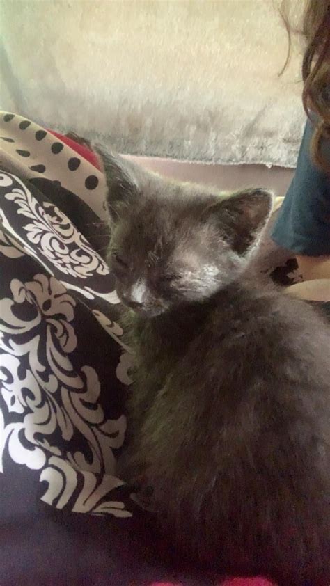 Help Name My Kitty Im Not Sure On The Gender Yet So Suggest Both R