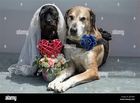 Puppies Getting Married