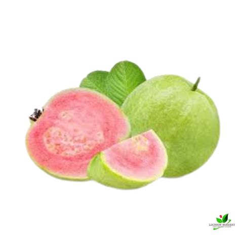 Taiwan Pink Guava Amrud Plant With Pot Online Plants And Flowers