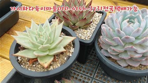 대박대박초대박삼목판한판 가시와다육이마을010 4146 3731 Youtube