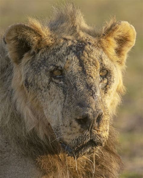10 Lions Killed In Kenya Including One Of The Countrys Oldest As