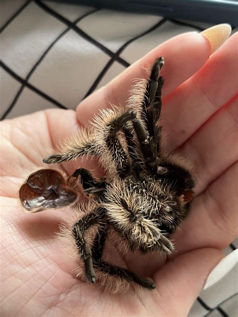 Is Possible Way To Sex With This Moly Rtarantulas