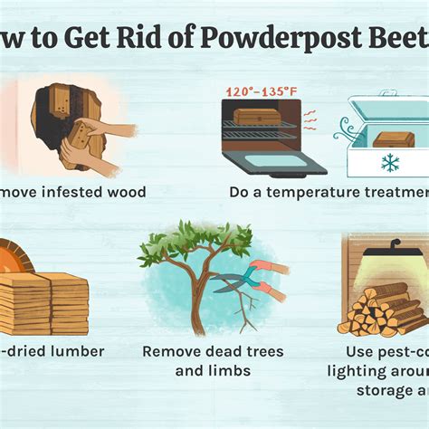 Powder Post Beetle Traps At Gabriel Burnell Blog